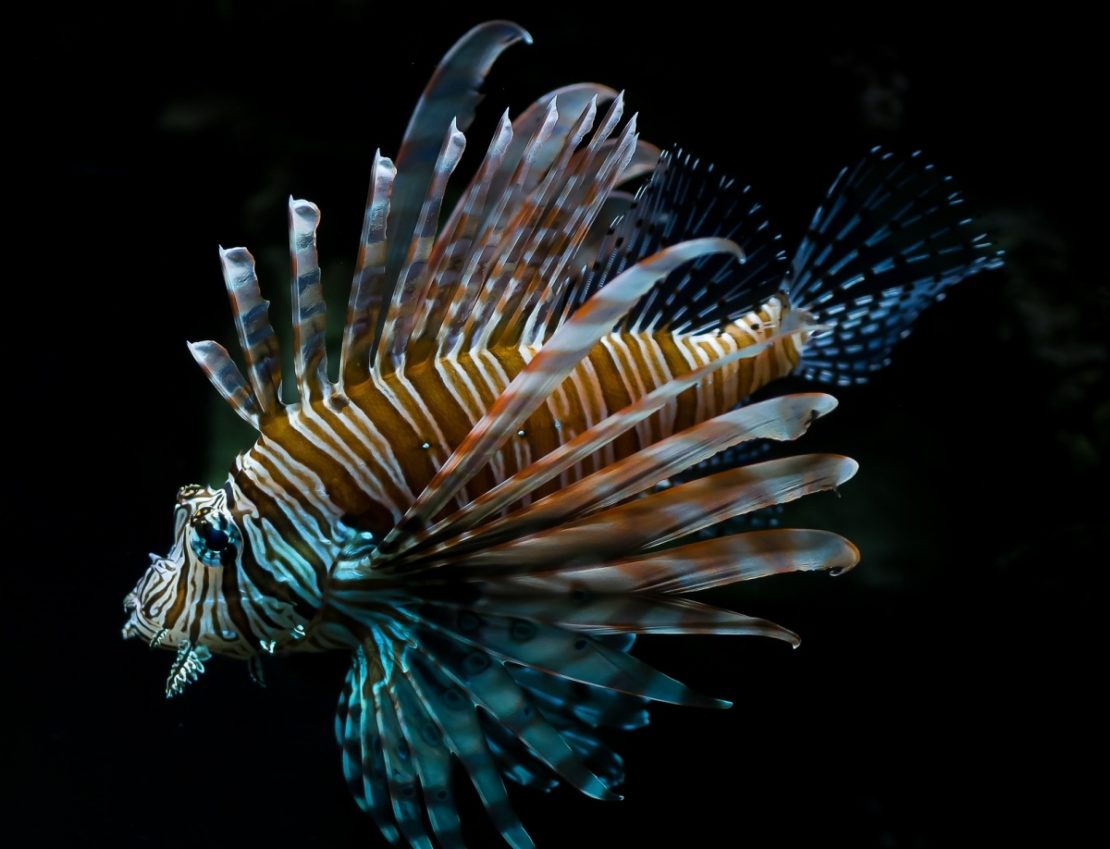 UN Report Reveals Scale of Threat From Invasive Species – And How to ...