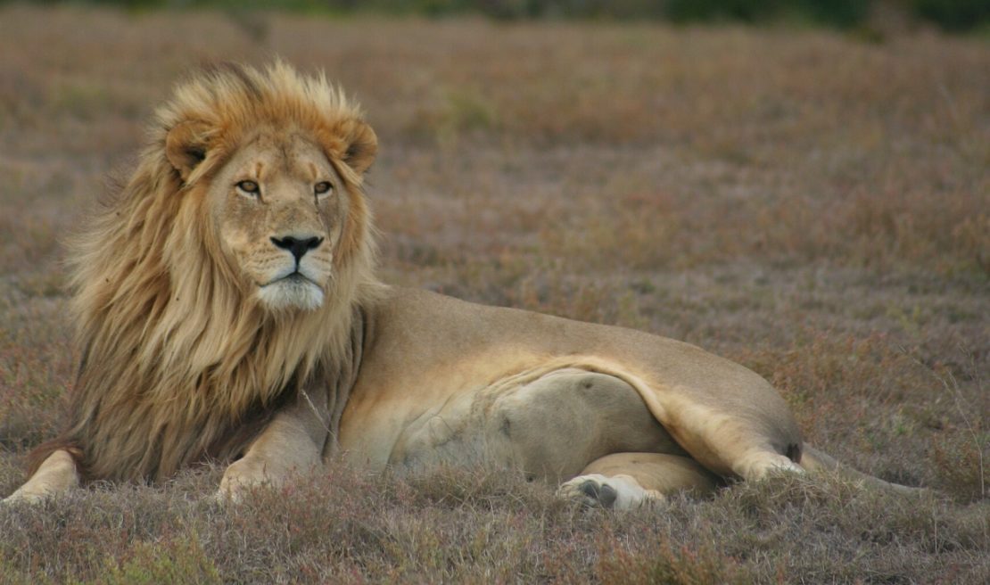 The Fast, Furious, and Brutally Short Life of an African Male Lion ...