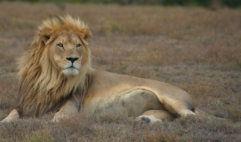The Fast, Furious, and Brutally Short Life of an African Male Lion ...