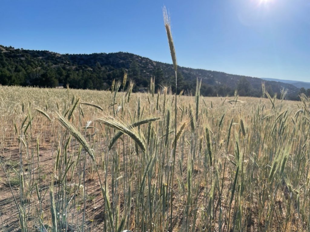A Woman Who Built an Oasis in the New Mexico Desert