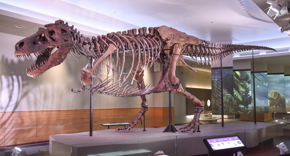 Fossils Are Shaped by People. Does That Matter? – The Wire Science