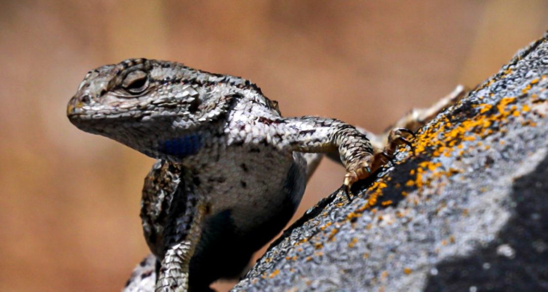 Lizards and Other Species Are Evolving With Climate Change, but Not ...
