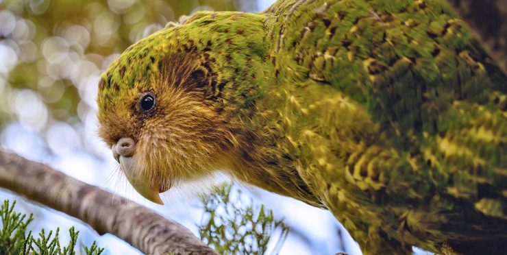 New Zealand’s Quest To Save Its Rotund, Flightless Parrots – The Wire ...