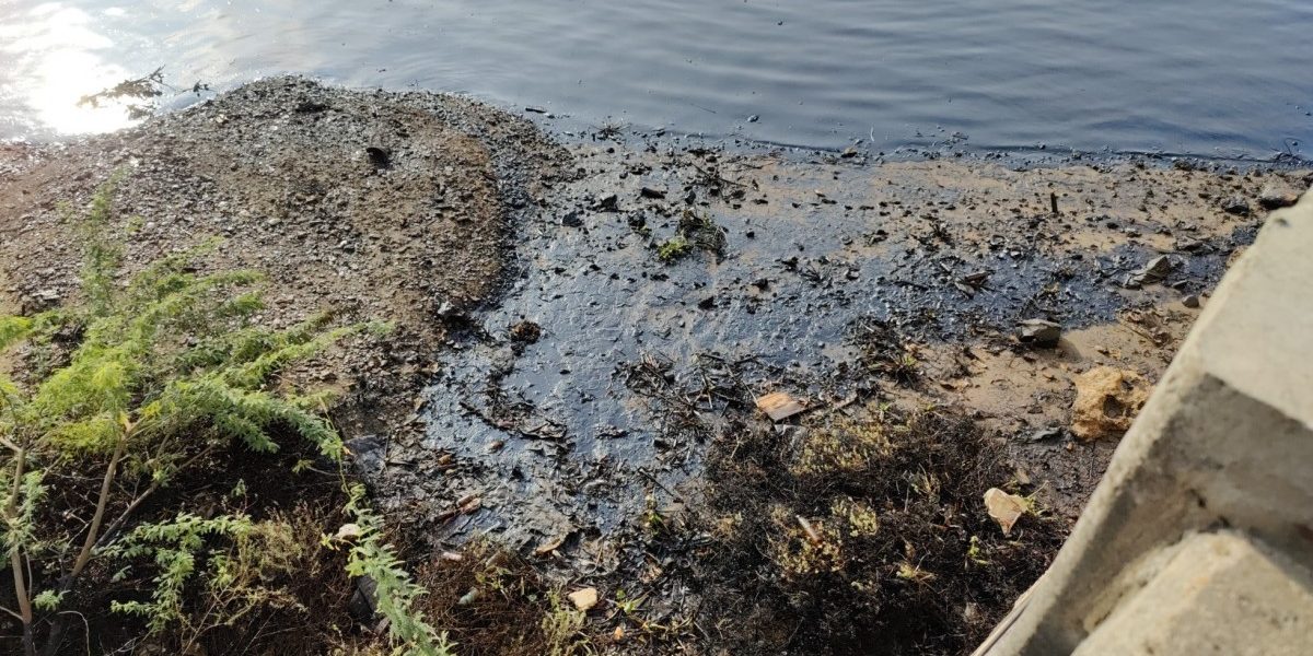 Oil, Tar Balls Removed After North Chennai Oil Spill, but Birds ...