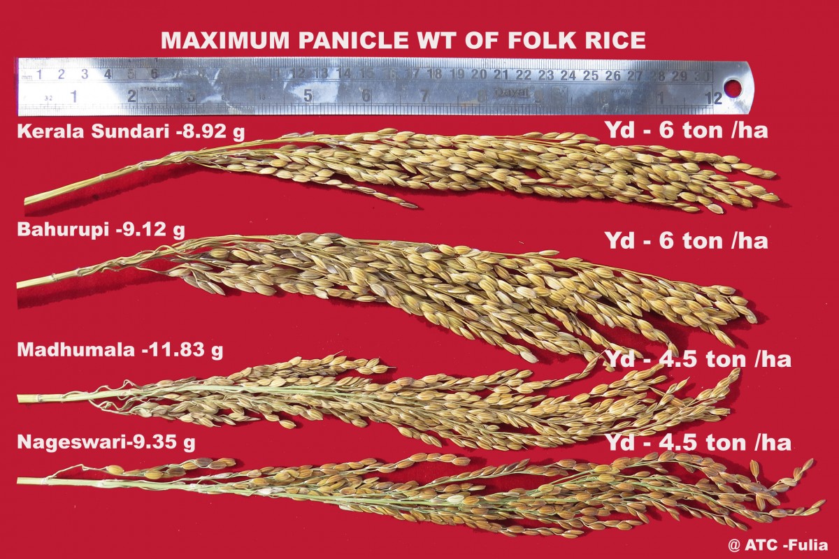 Interview | In Search of Forgotten Rice: The Experience of Bengal