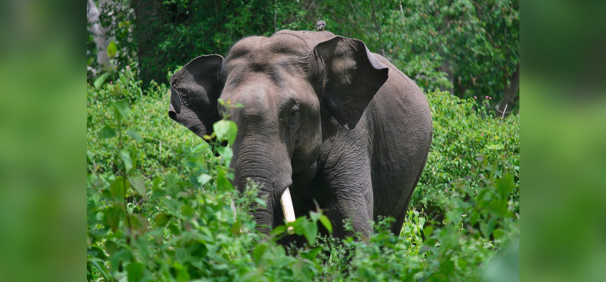 Animal Rights Groups Write to Centre to Strengthen Captive Elephant ...