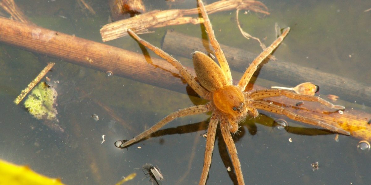 They Swim and They Spin: Meet the Aquatic Spiders - The Wire