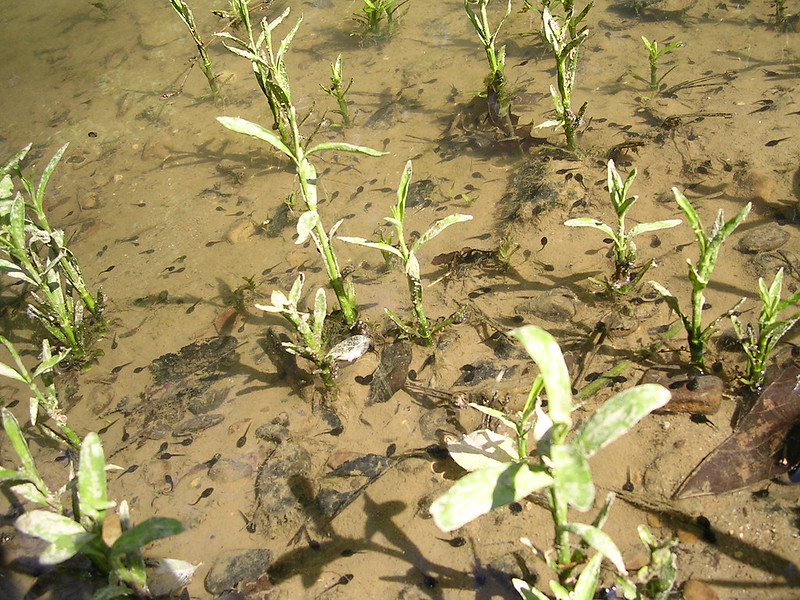 How to Be an Excellent Tadpole Parent - The Wire