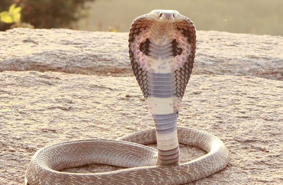 From Heat Waves to Snake Bites and Cattle Attacks, the List of Deadly ...