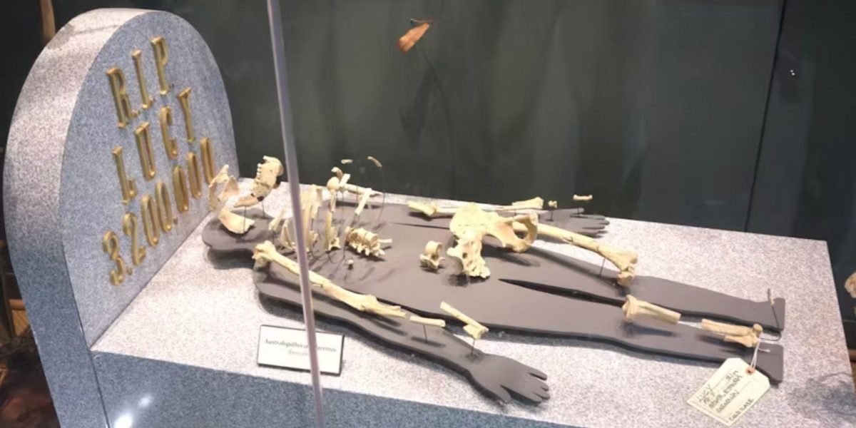 Fifty Years of Lucy, the Marvellous Ancestor - The Wire