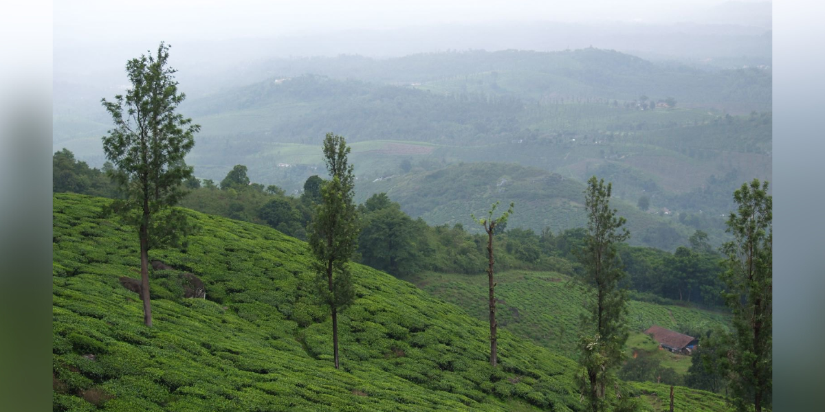 Wayanad Village Hit By Landslides Figures in Sixth Western Ghats ...